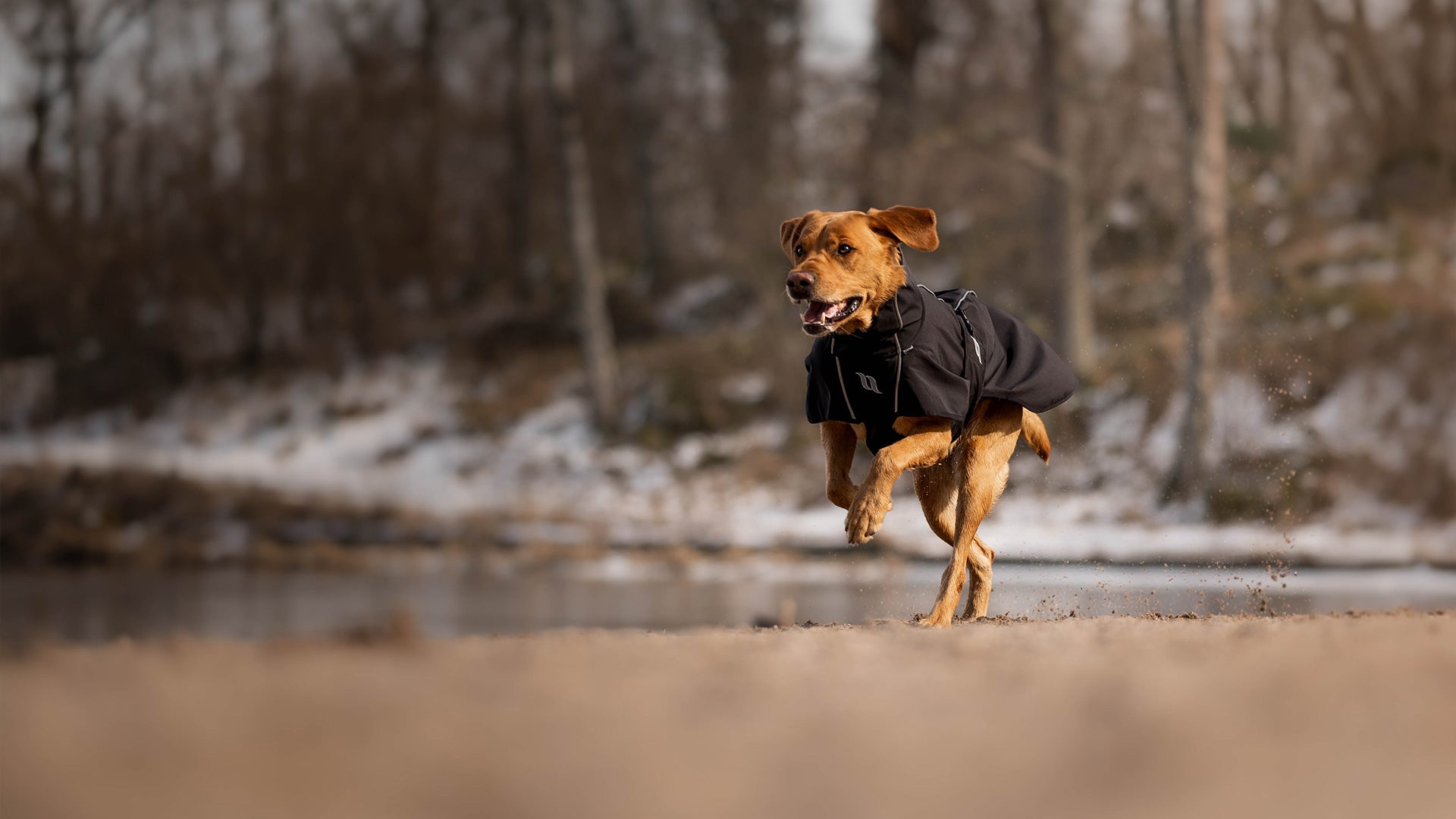 Hund - Back on Track